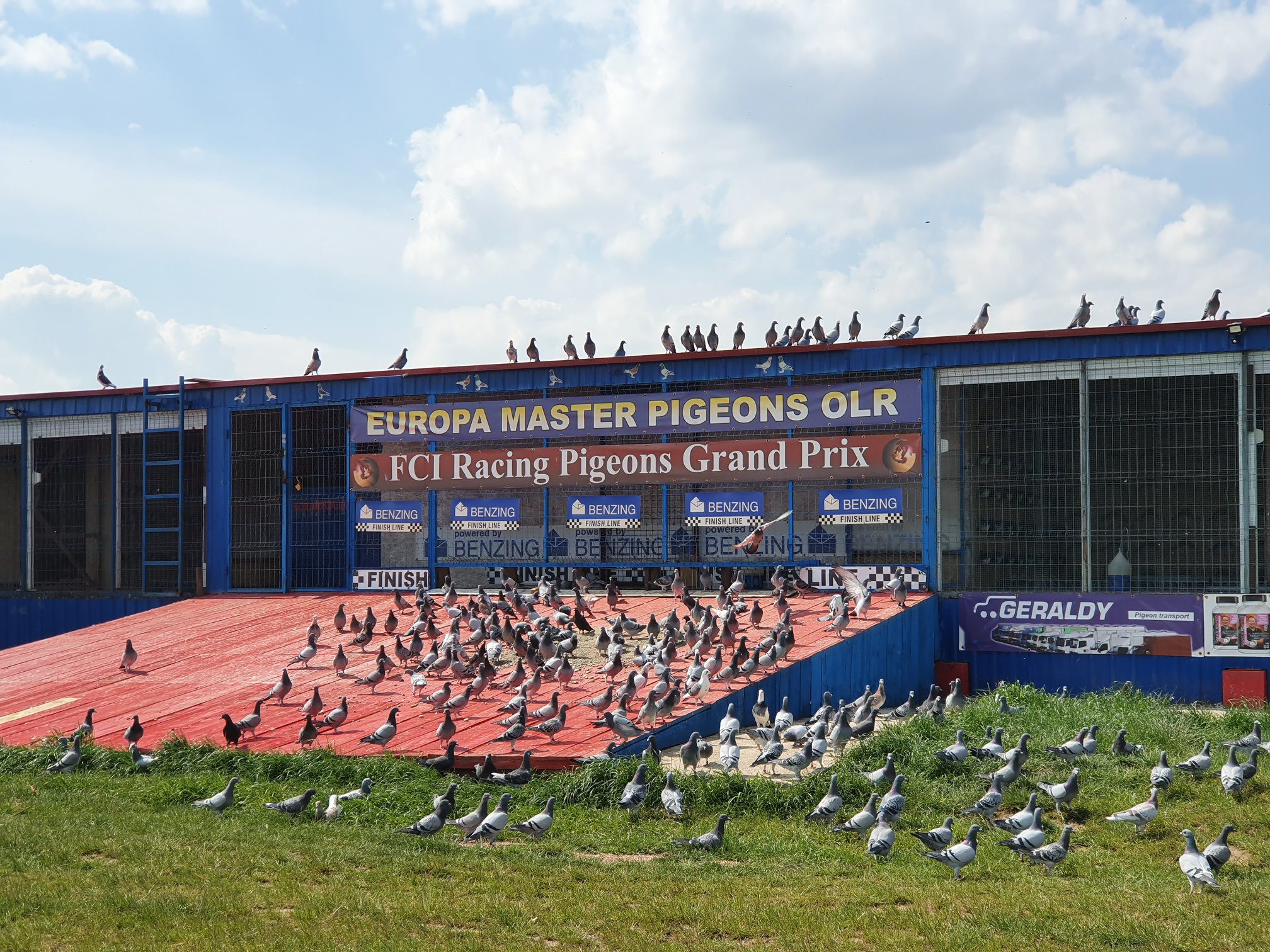 oneloftracingworldleague - One Loft race - racing pigeons- shop