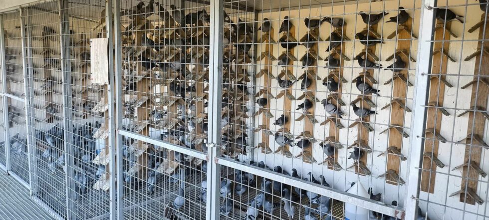 Algarve Great Derby 2025. Training 8 - oneloftracingworldleague