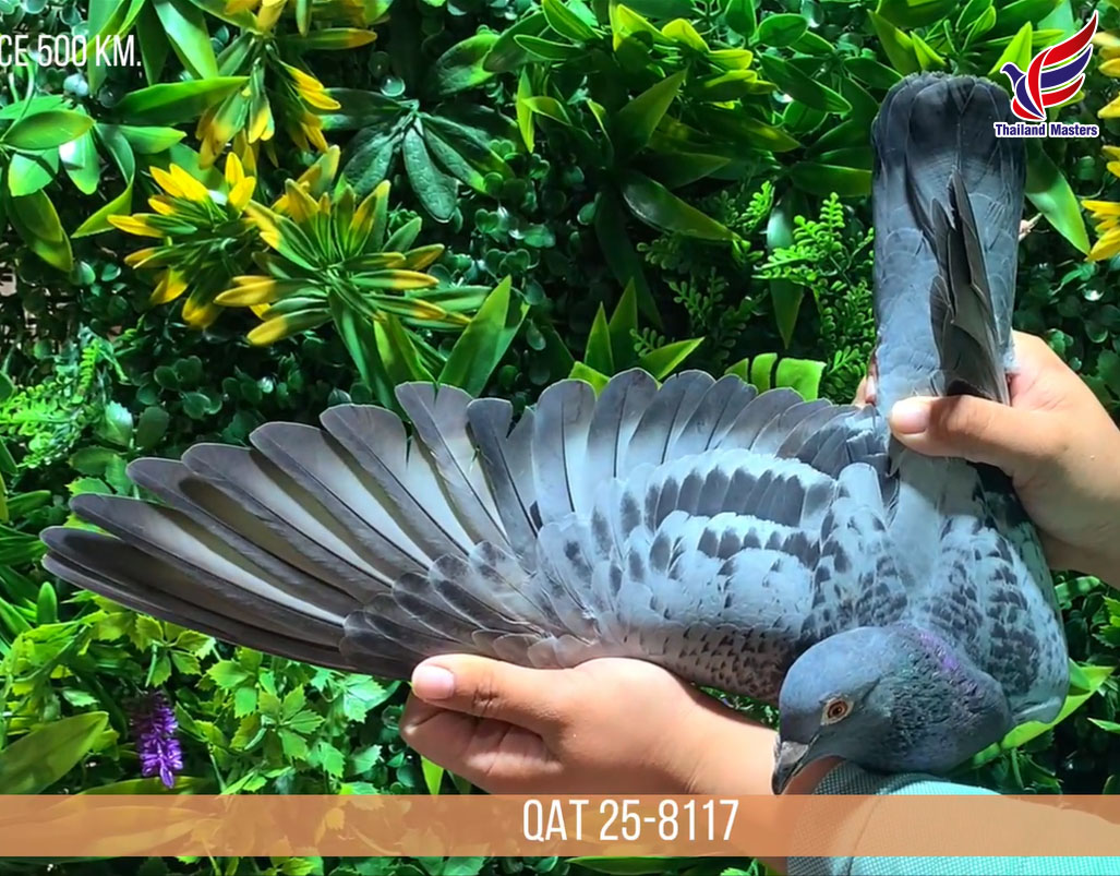 THAILAND MASTERS FCI 2025. AUCTION III - oneloftracingworldleague